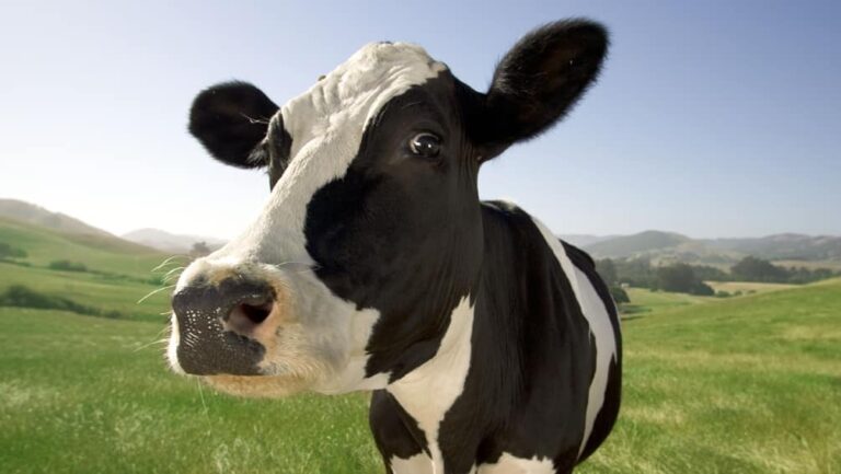 Boris' Cow - Catholic Journal