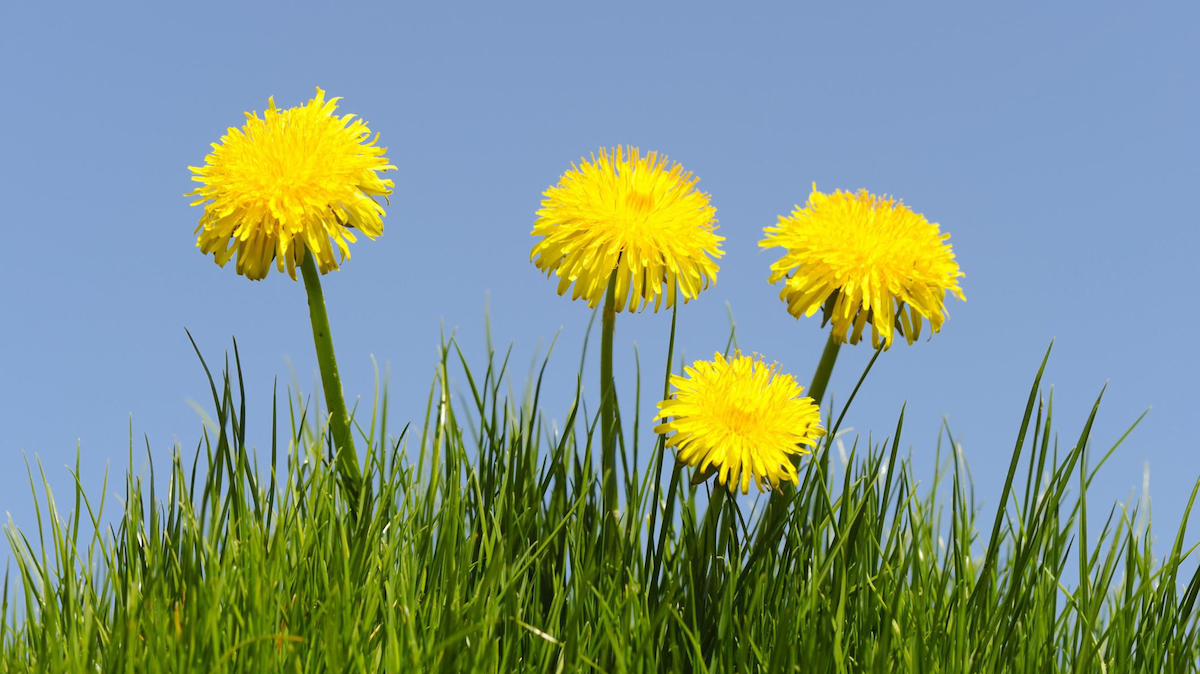 God's Dandelion - Catholic Journal