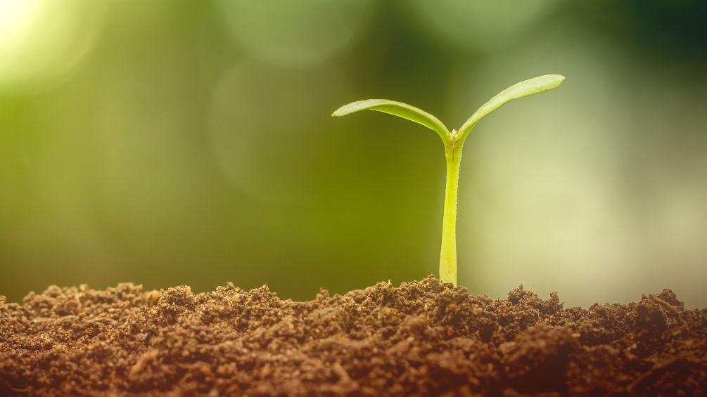 Why Such Empty Pews? - Catholic Journal